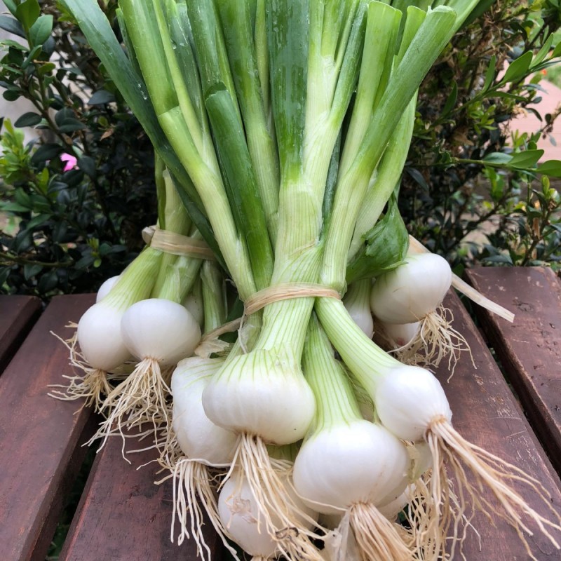 Oignons frais (bottes)